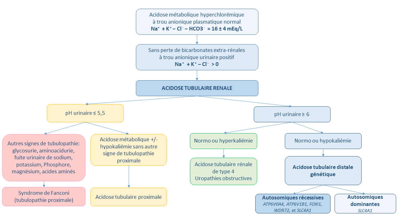 Acidose tubulaire rénale distale génétique - VIDAL